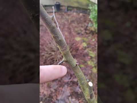 How To Know Age Of Apple Tree