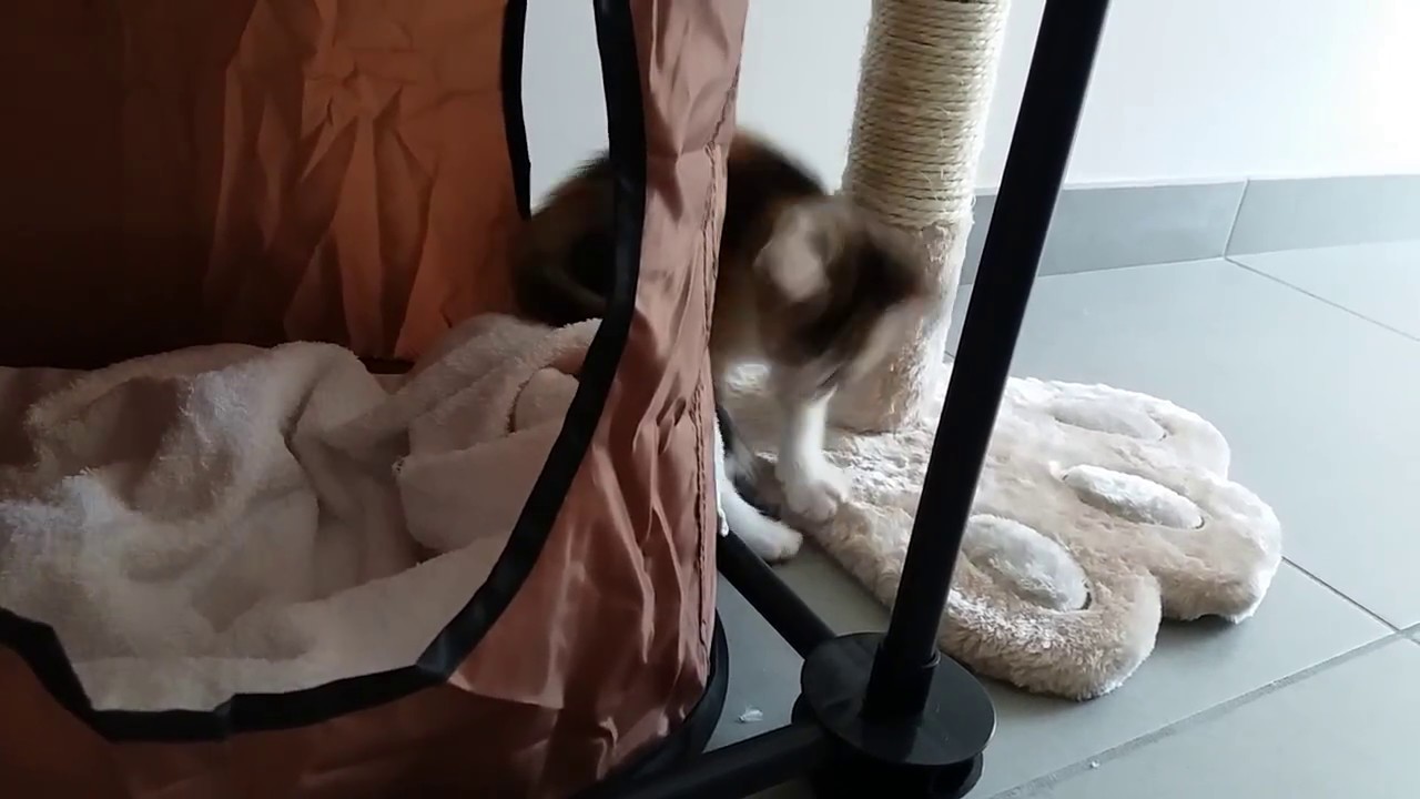 Nala, Day 3 - YouTube