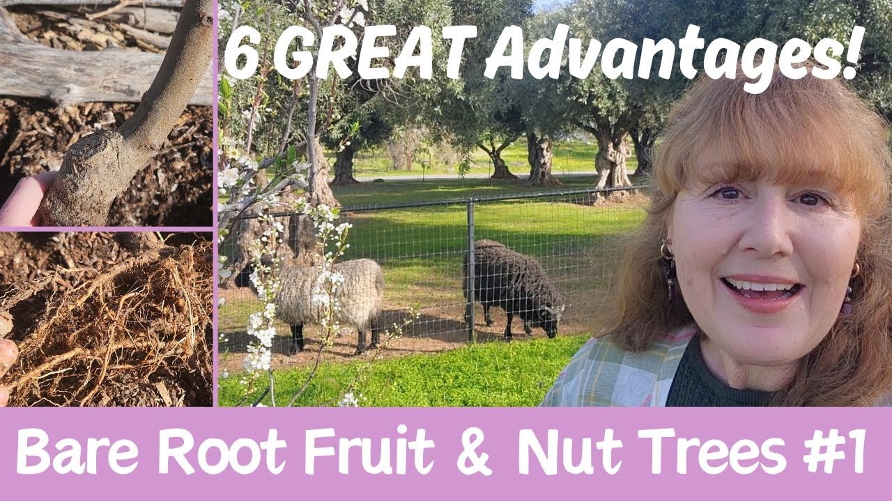 Plant BARE ROOT Fruit Trees Instead of Potted Ones! 6 Reasons You ...
