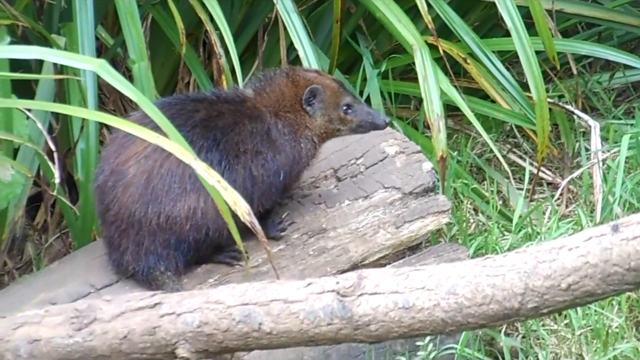 Mongoose,common cusimanse/dwarf mongoose, törpemongúz Crossarchus ...
