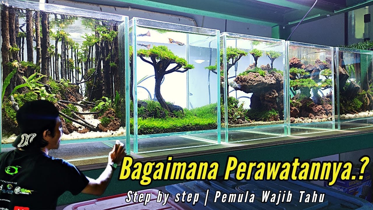 CARA MERAWAT AQUASCAPE MINI 10 MENIT SELESAI | Pemula Wajib Tahu | Aqua ...