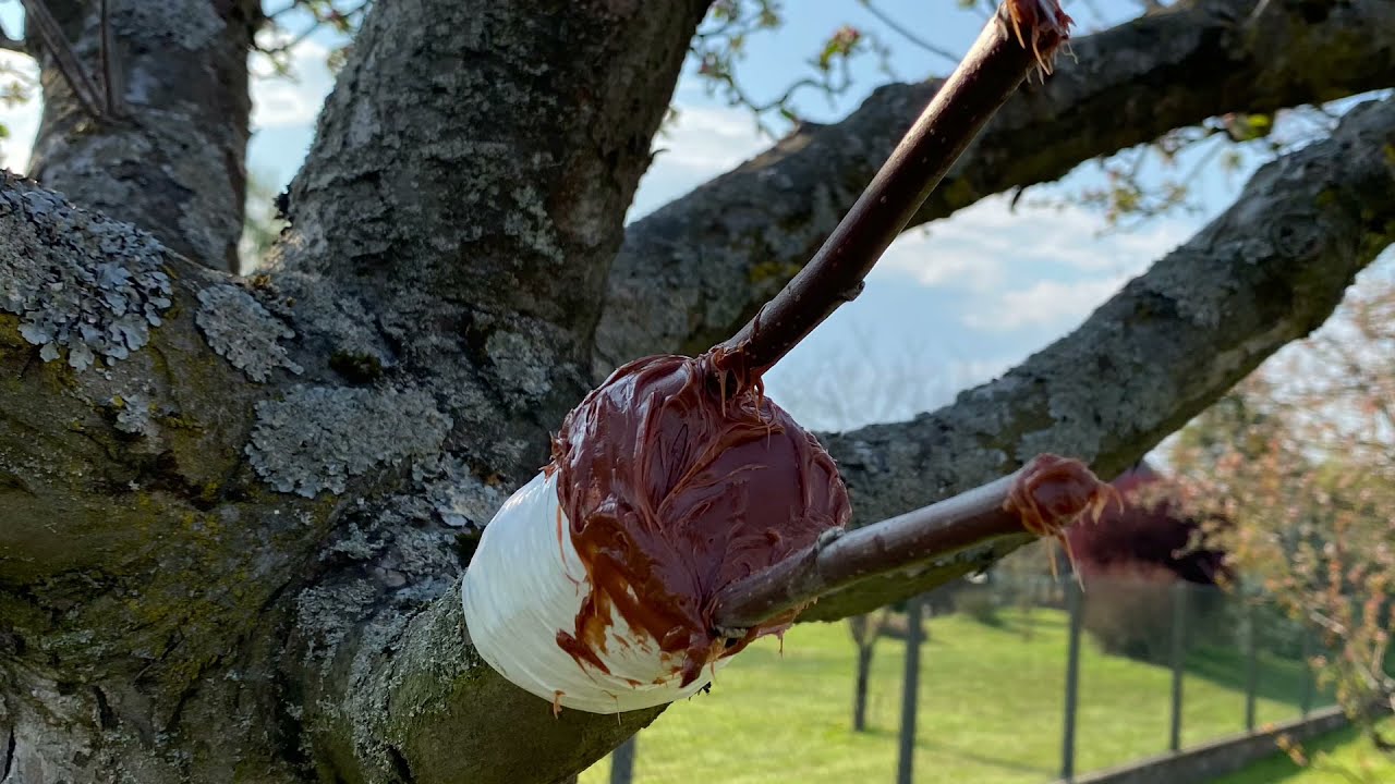 Greffe en couronne sur pommier haute-tige âgé en Alsace - YouTube