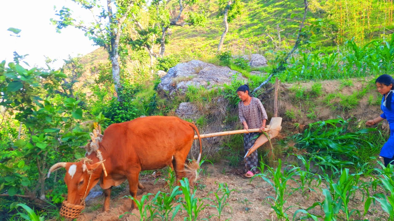 woman ploughing oxen | Long Video | woman hard working in the village ...