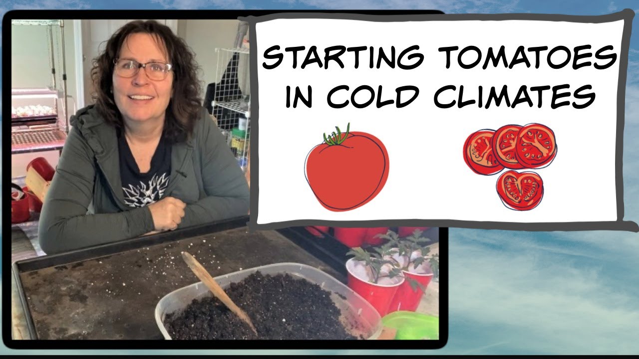Starting Tomatoes in Cold Climates - New Technique! - Variety over ...