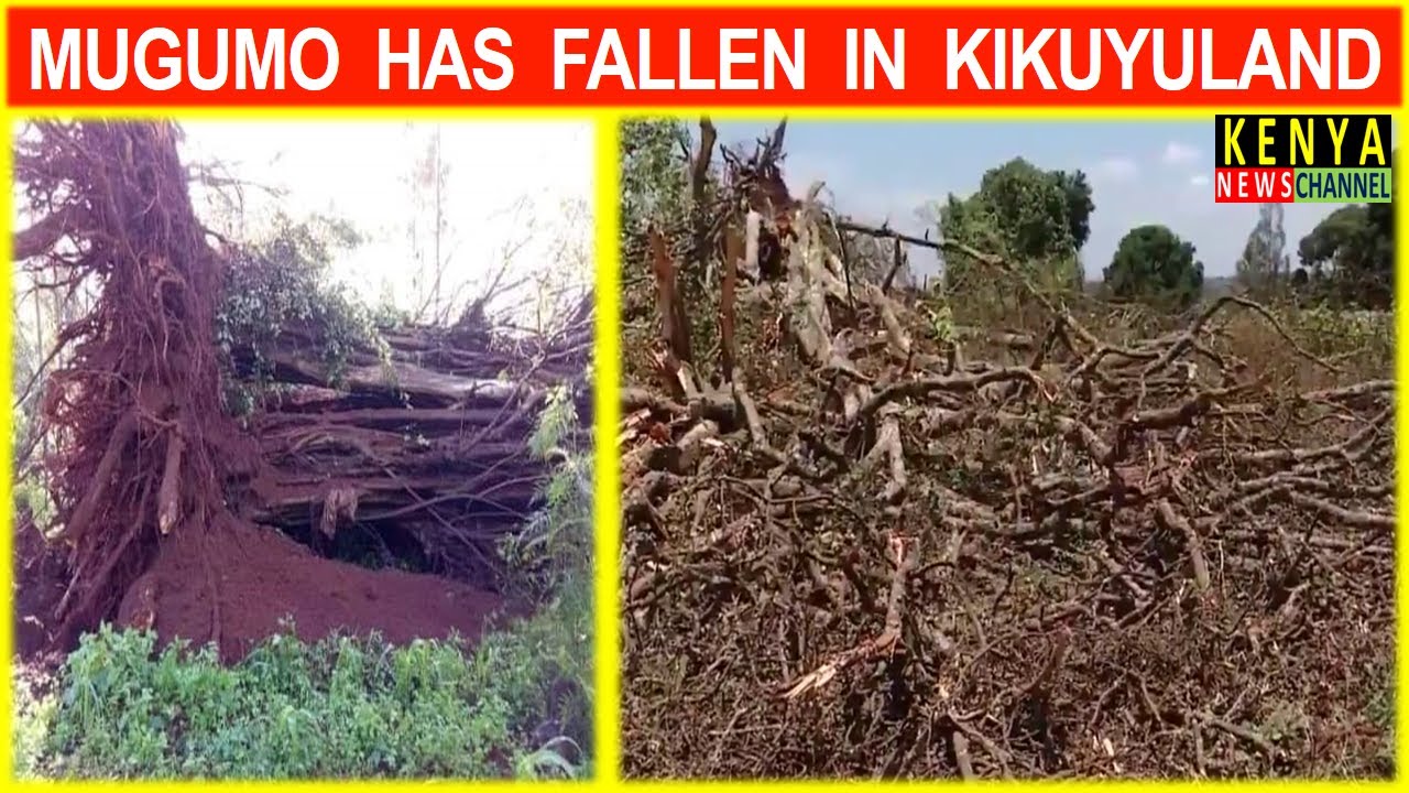Mugumo tree falls in Kiambu - Panic in Kikuyu land - YouTube