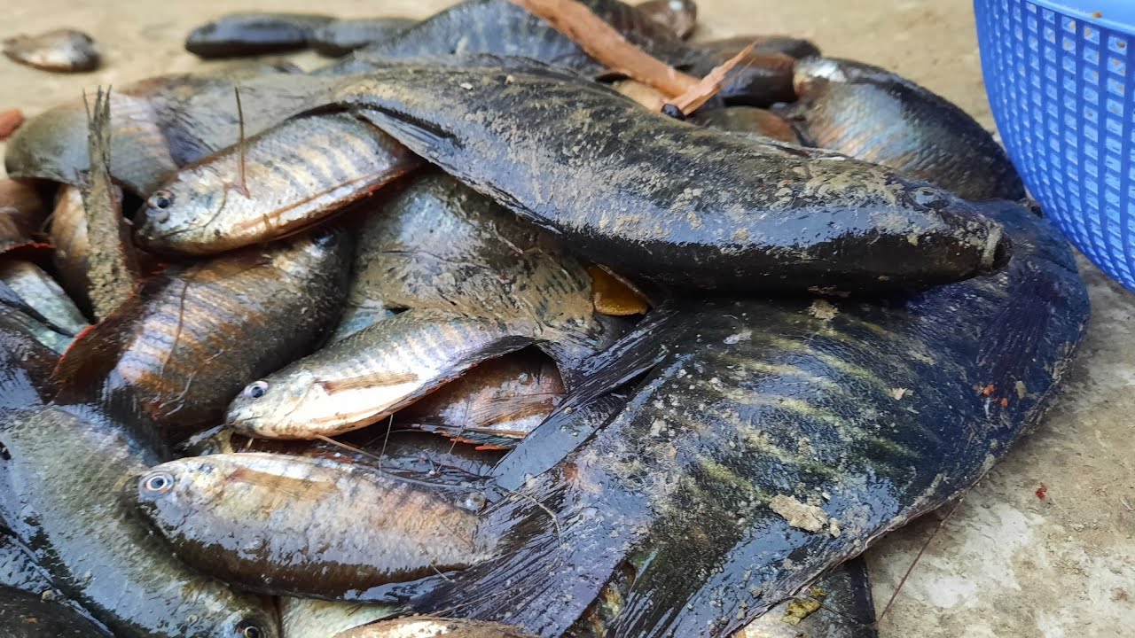 Delicious Big Khalisa Fish - YouTube