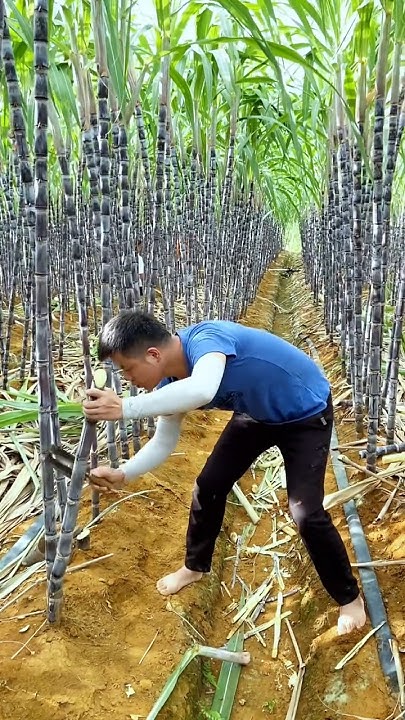 Sugarcane cutting skills so fresh and rural farming life #enjoy #fruit #sugarcane - YouTube