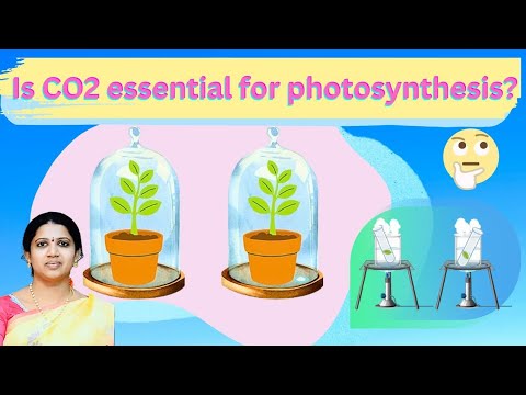 Carbon dioxide is necessary for photosynthesis || CO2 is essential for ...