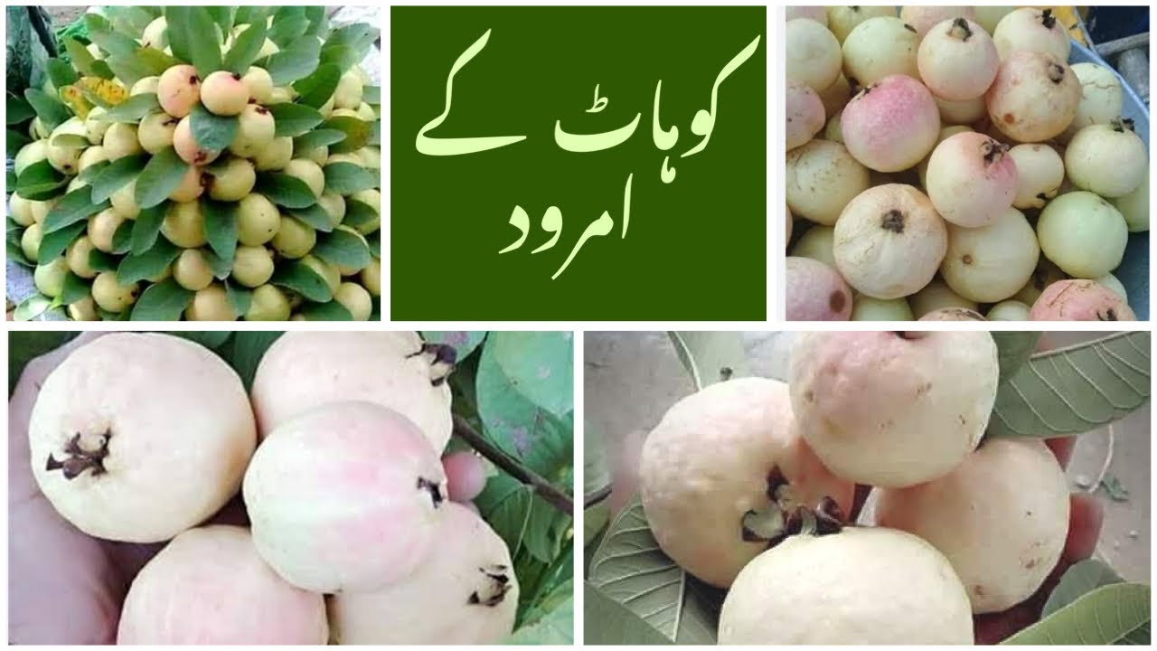 Amrood Bagh | Guava Orchards Kohat #Kohat #amrood #amroodchaat # ...