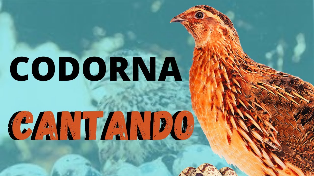 CODORNA CANTANDO - Canto da codorna - Como Criar Codornas passo a passo ...