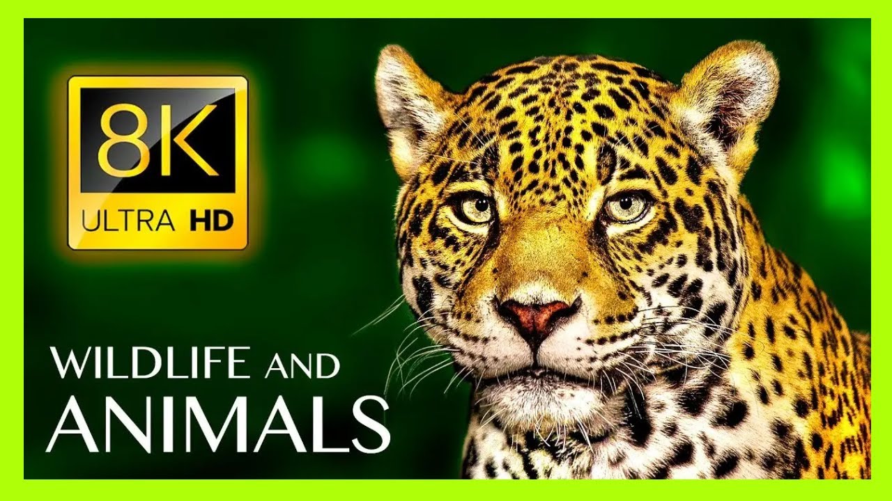 Samsung 8K ULTRA HD Slow Motion Beautiful Relaxing Music • Animals ...