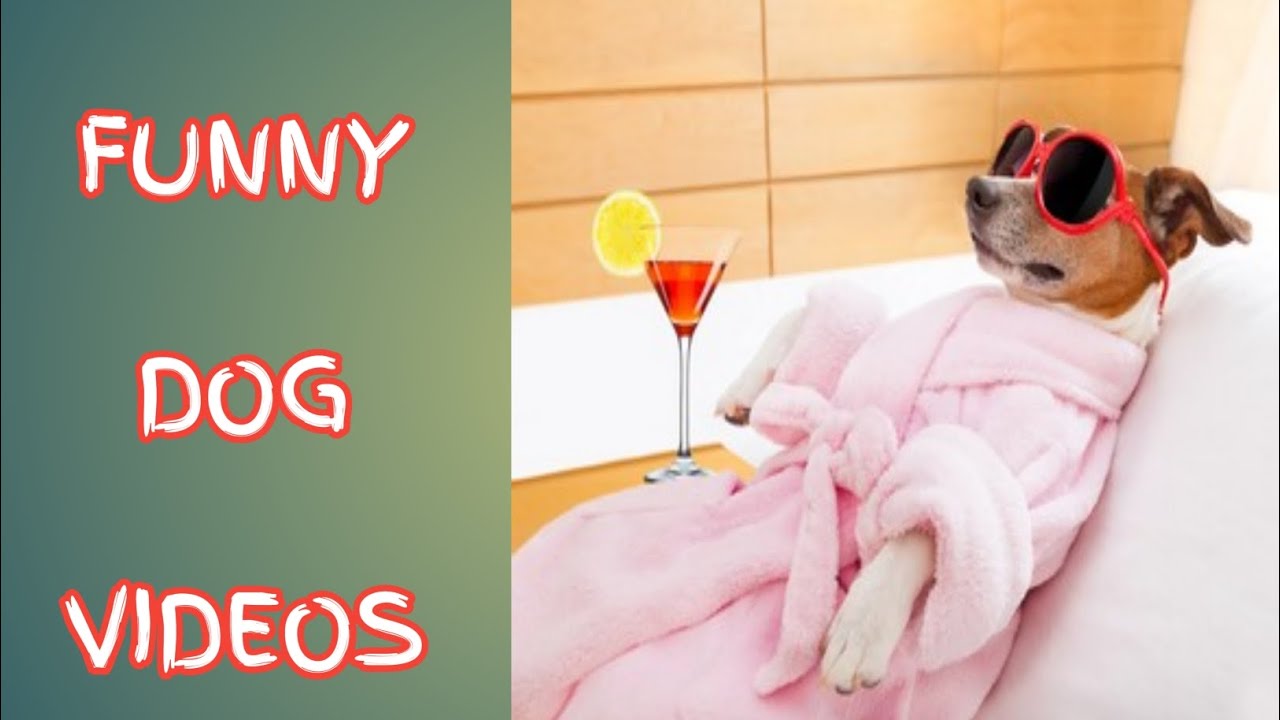 The funniest dog videos of 2024 | Best compilation - YouTube