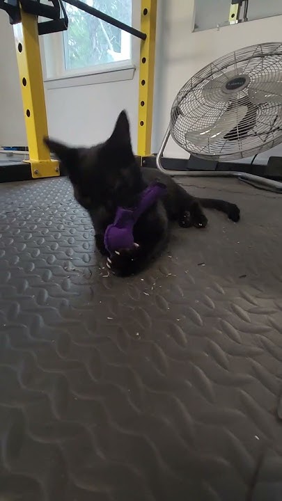 Kitty Kush catnip frenzy overload ⚡ #catnip - YouTube