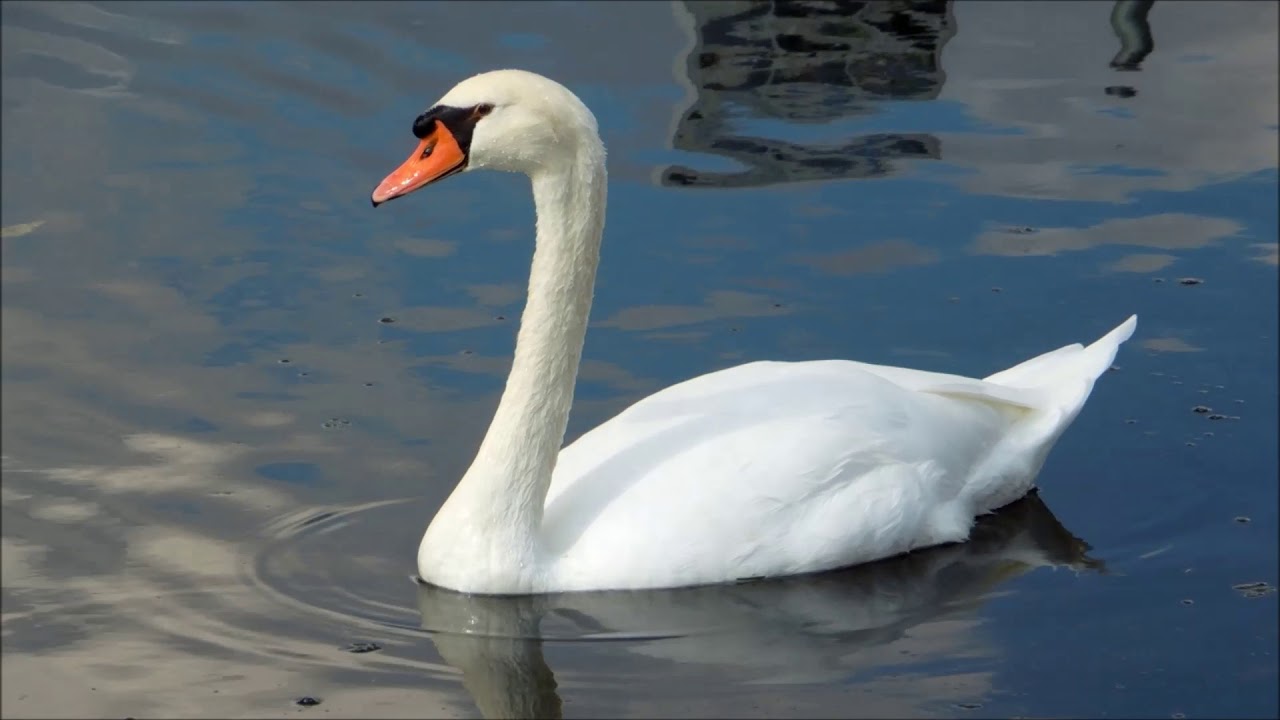 Beautiful Swan's - Lowell, Michigan - YouTube