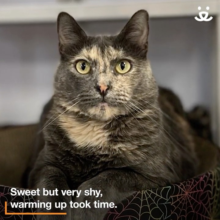 Foster Helps Shy Cat Find Her Frisky Side #bringlovehome #cat - YouTube