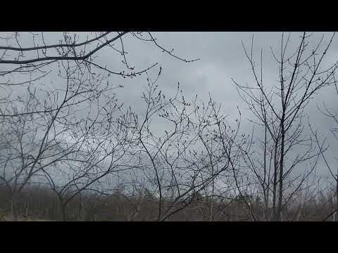 Pussy Willows Are Wild In NH Today