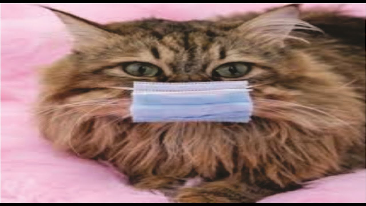 قطط مضحكة Funniest Cats 😹 Don't try to hold back Laughter 😂 Funny Cats ...