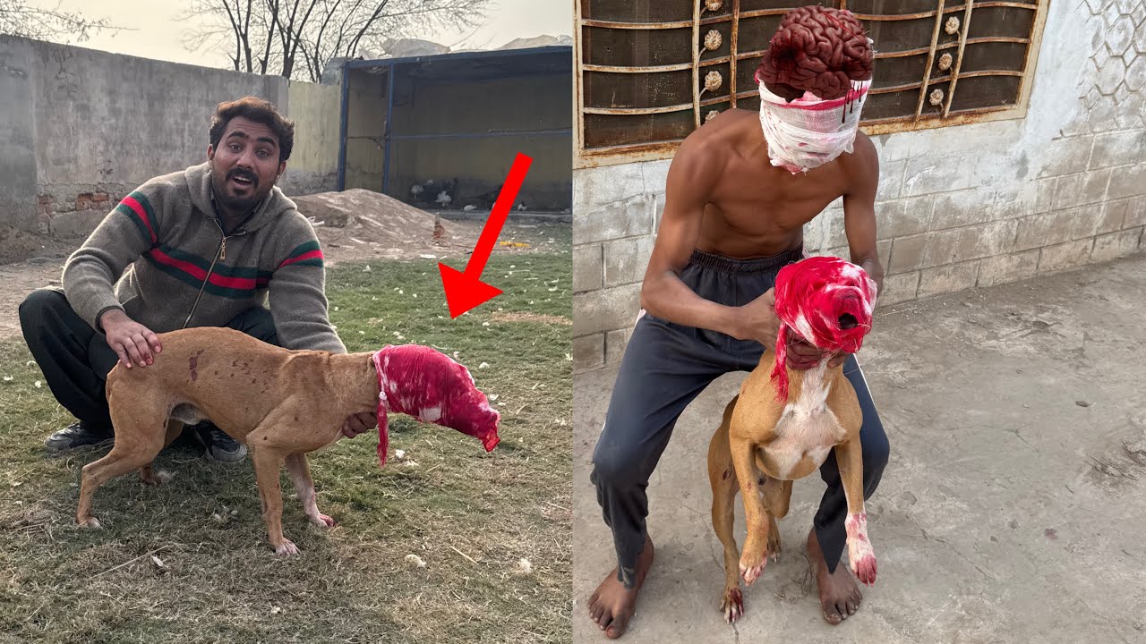 Pitbul Dog 🐕 Sir Kata Ban Gaya 😭 - YouTube