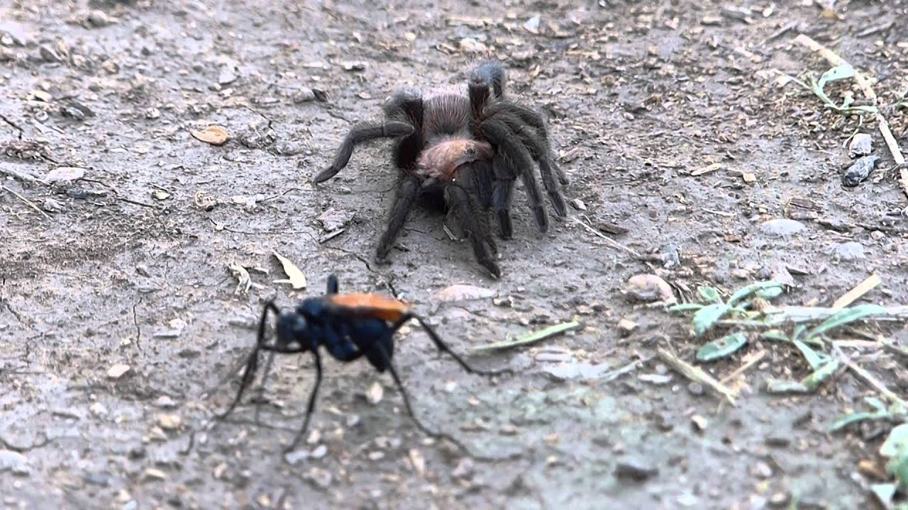 Tarantula and Tarantula Hawk - YouTube