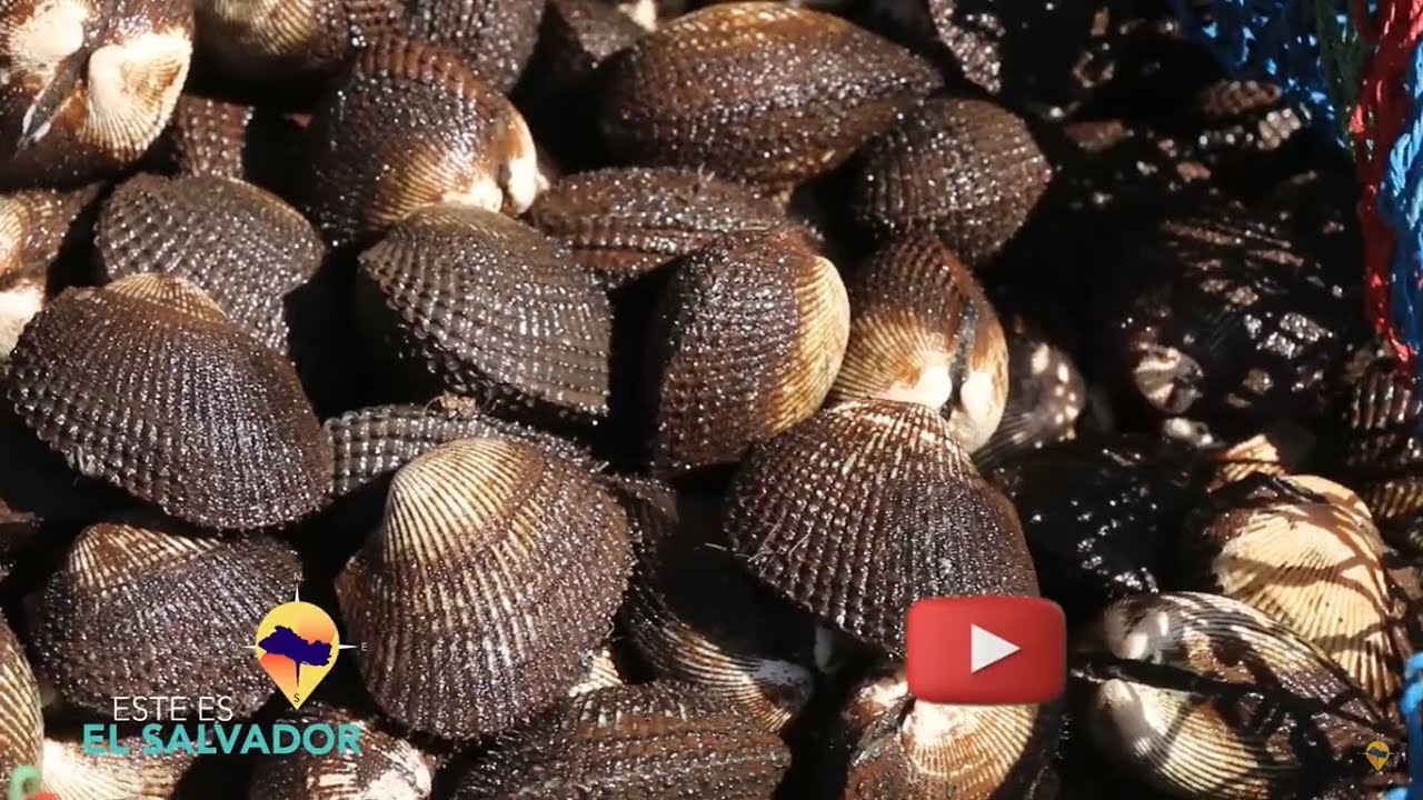 ESTE ES EL SALVADOR- EXTRACCION DE CURIL & PUERTO EL TRIUNFO - YouTube