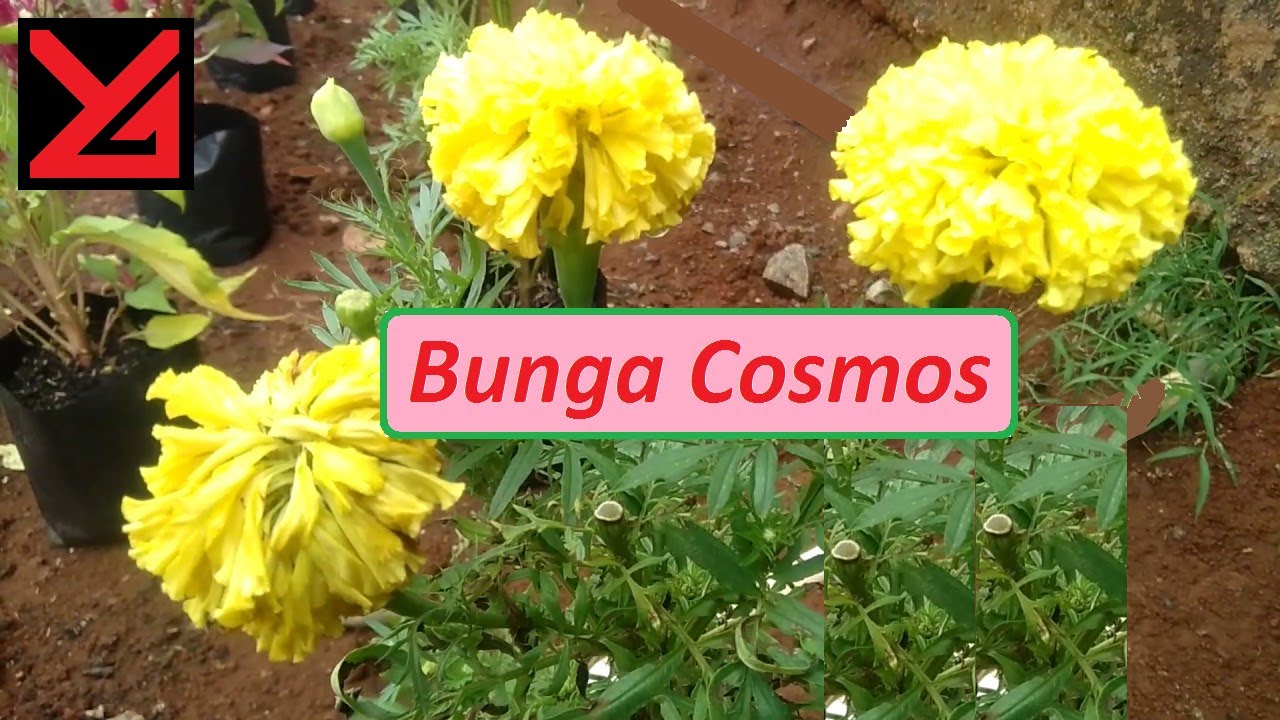 [HD1080p] Bunga Cosmos Hybrida warna kuning dalam polibag sebelum ...