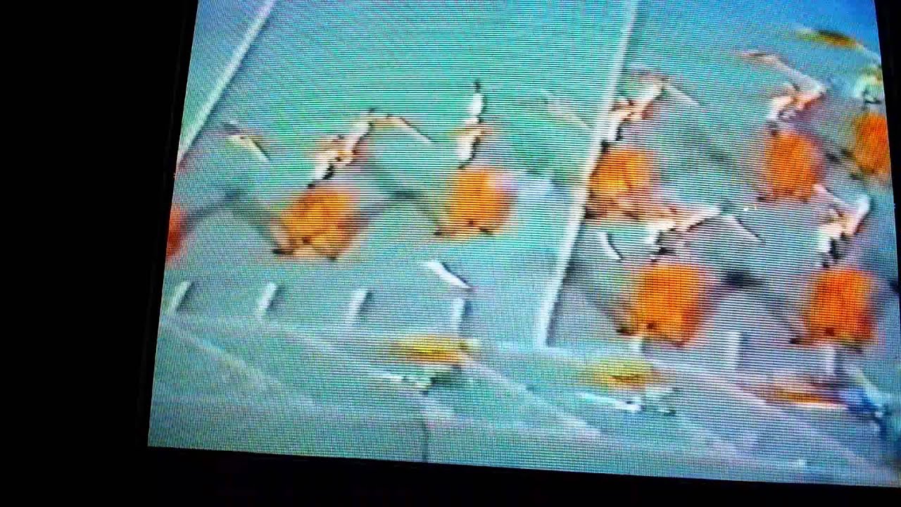 1982 Tell City Marching Marksmen Band - YouTube