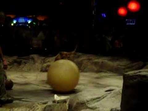 MGM tigers - YouTube