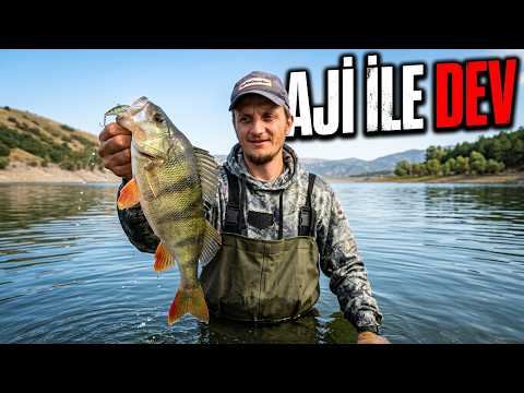 BÜYÜK PERCH PEŞİNDEYDİK! TATLI SUDA AJİ İLE BALIK AVI ! 🎣