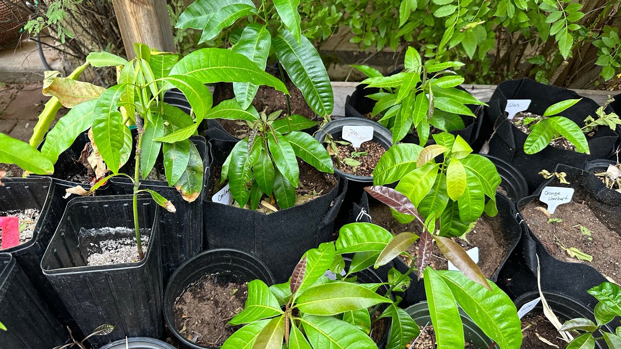 Update on Mango Seedlings. Polyembryonic Seeds Weird Or Not??? - YouTube