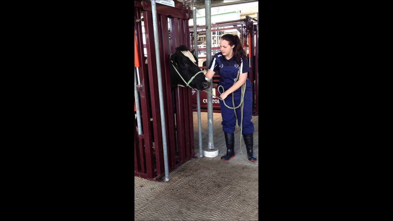 How to Restrain a Cow - YouTube