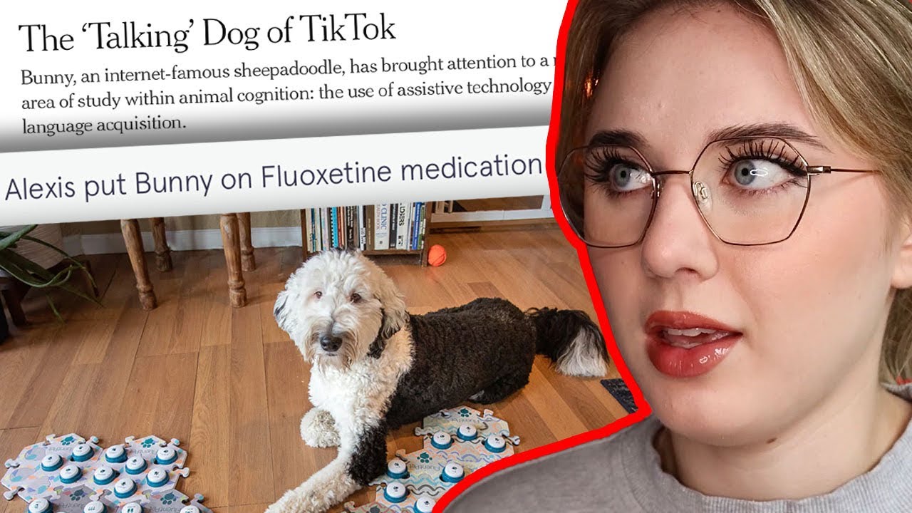 Tik Tok's MOST DEPRESSED dog is having an existential crisis - YouTube
