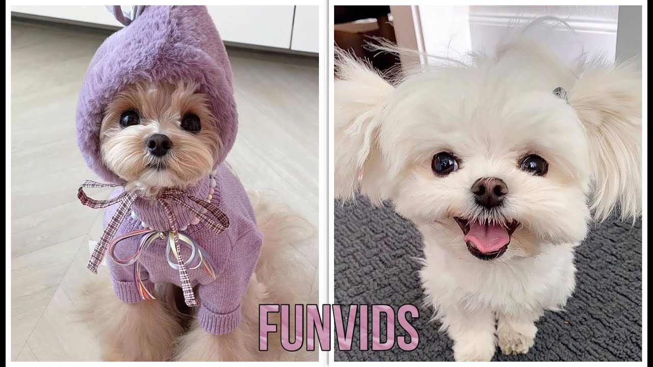 Cute dog videos | funny dogs - YouTube