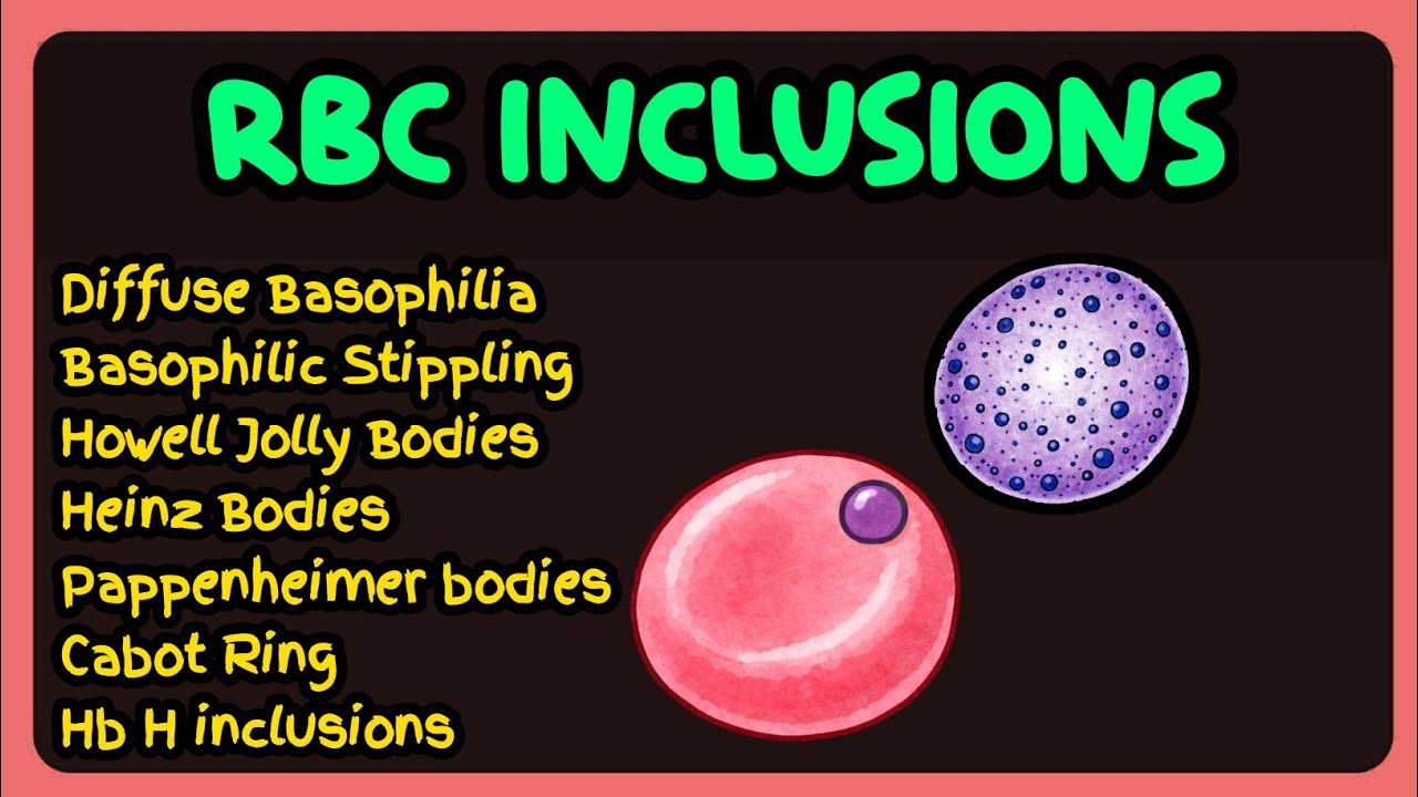 RBC Inclusions Simplified | Diffuse Basophilia, Howell-Jolly, Heinz ...