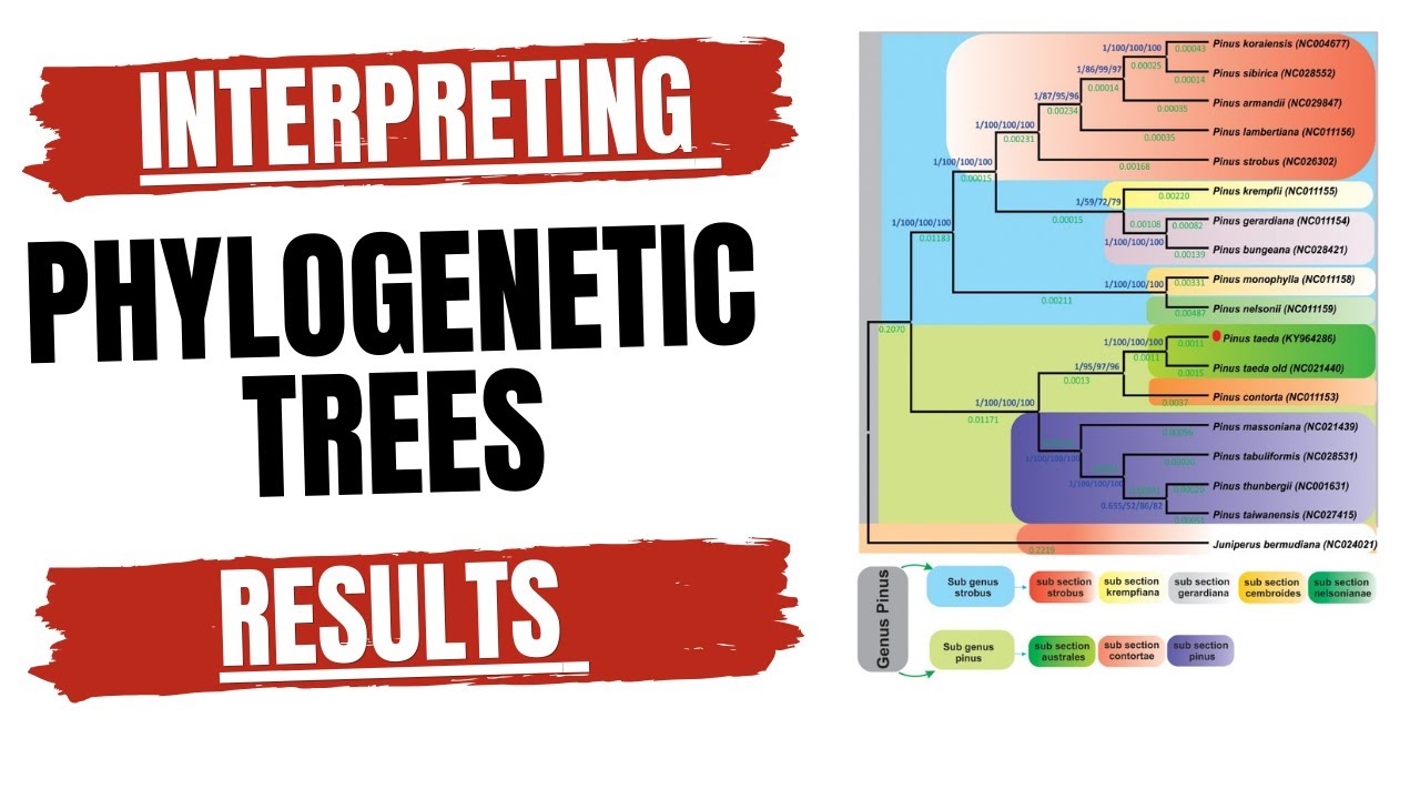 Interpreting phylogenetic tree results| Phylogeny|Evolution|Education ...