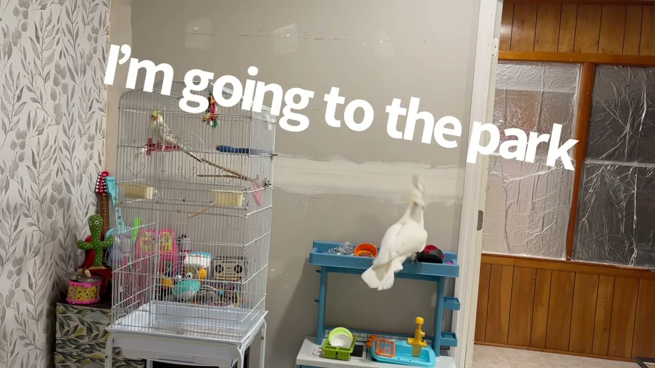 Buster the cockatoo | Original song | His rants in lyrics | Titled: I’m ...