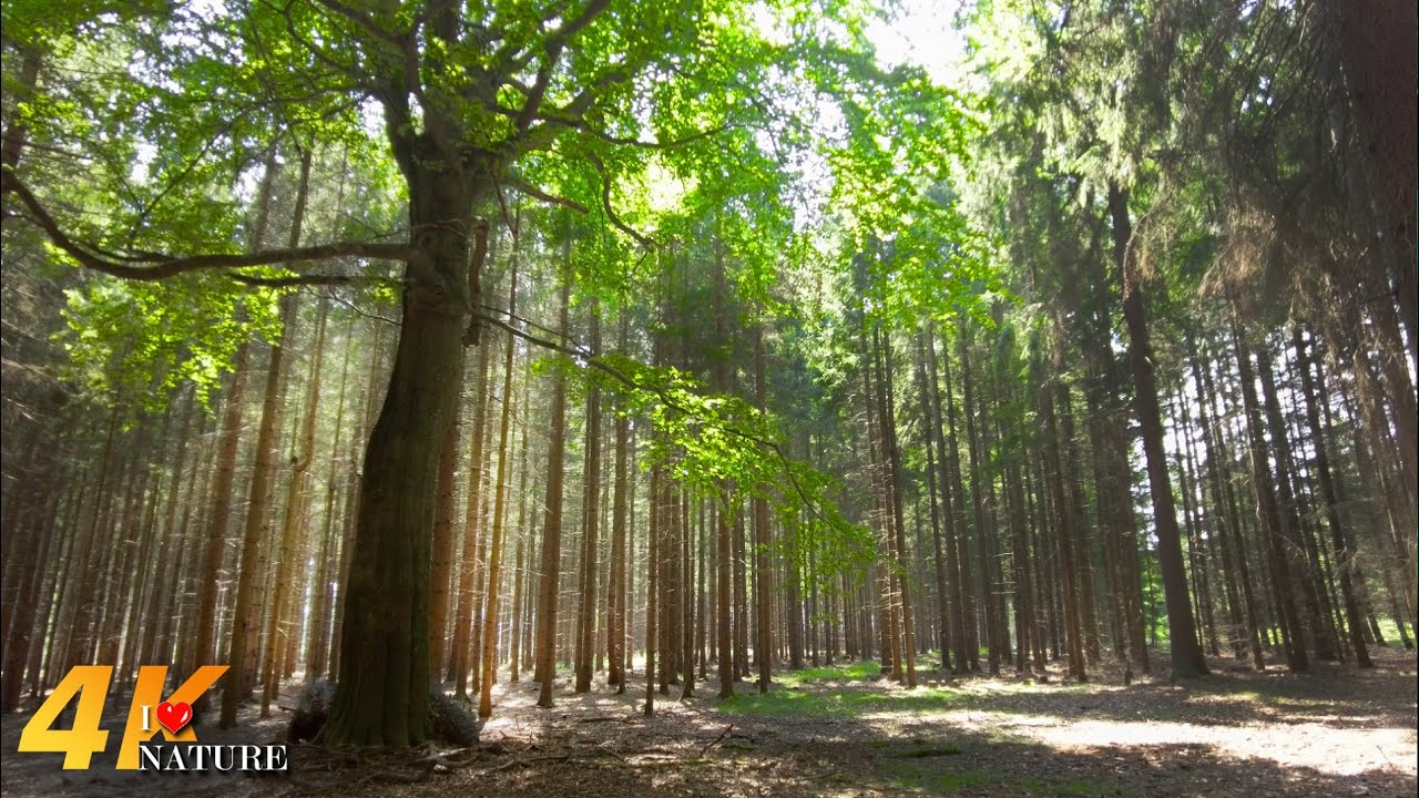 4K Deep Forest | 8 Hours Birdsong | Relaxing Nature Ambiance - YouTube