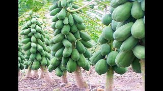 Red Lady Papaya Trees