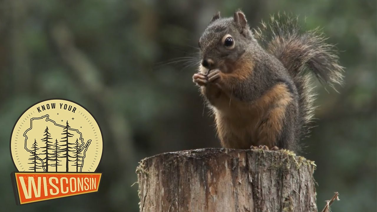 Forest Habitat and Recreation | Know Your Wisconsin - YouTube