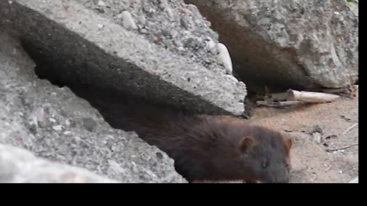 A WILD MICHIGAN MINK! - YouTube