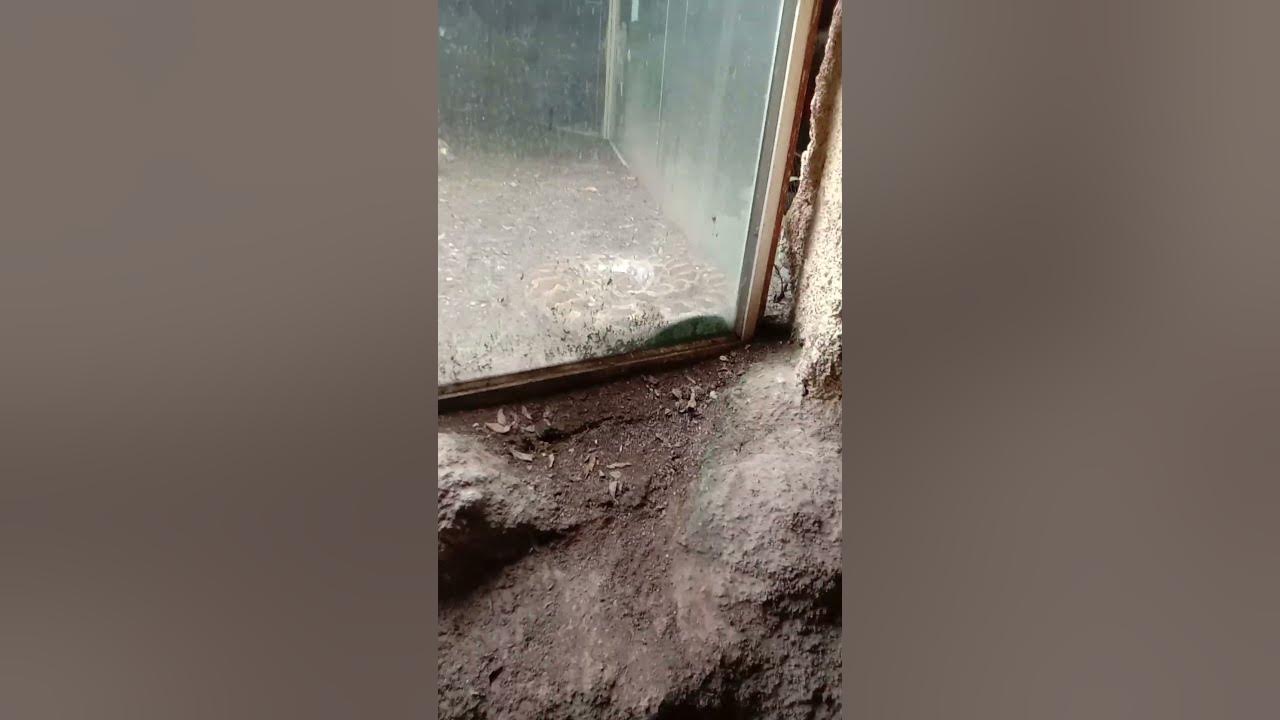 Python sleeping - YouTube