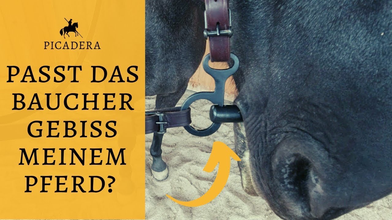 Passt das Baucher Gebiss meinem Pferd? - YouTube
