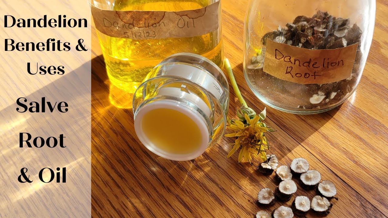 Dandelion Benefits & Uses | Salve | Oil | Root - YouTube