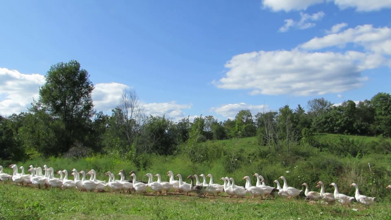 Pasture Raised Geese, the daily Goose March on the Farm - YouTube