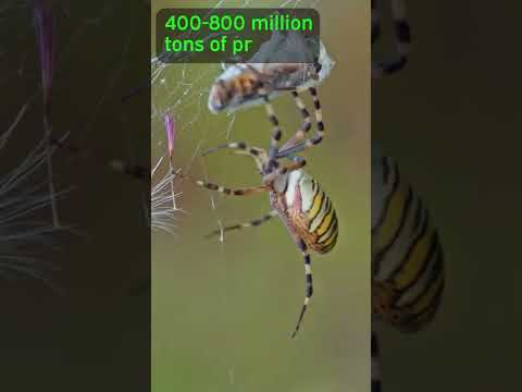 A Person Who Studies Insects And Spiders