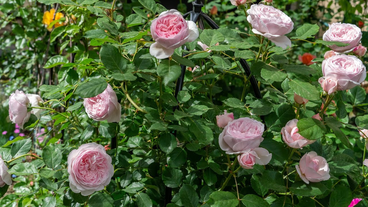 Geoff Hamilton Rose 도도한 품격을 지닌 제프 해밀턴 장미 - YouTube