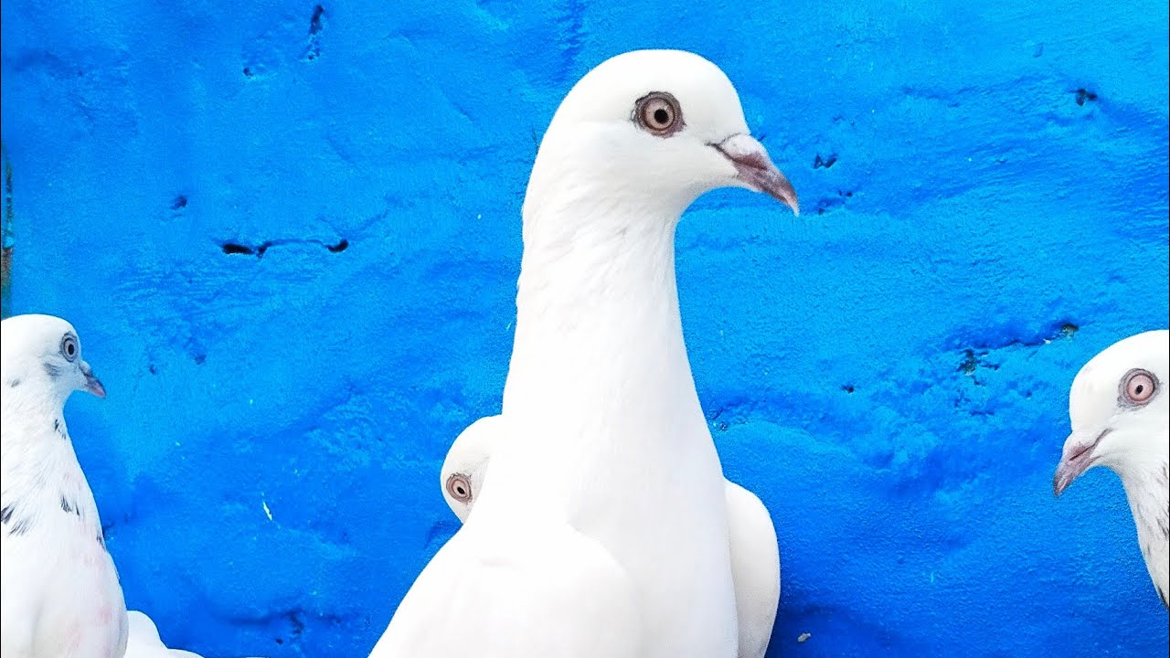 pigeon interview ustad Majid of Jeddah soudia Arabia//rasm e ustadi ...