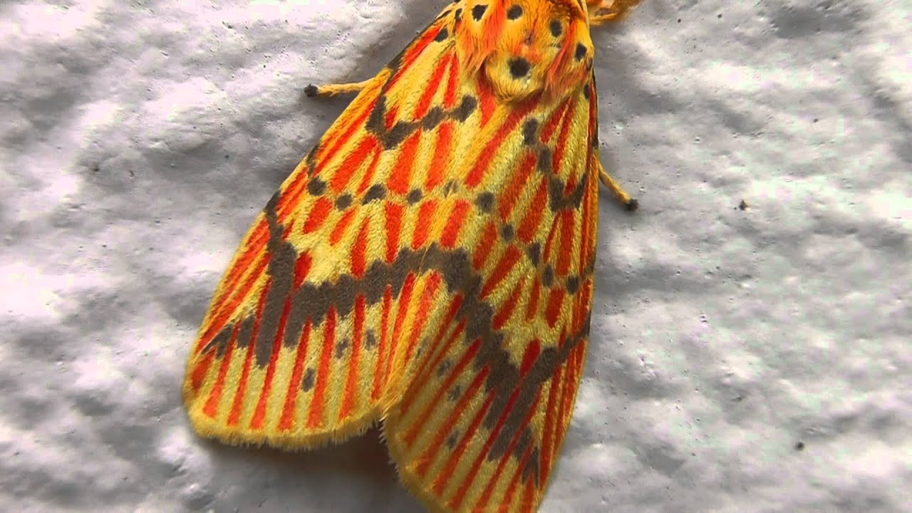Beautiful Orange Japanese Moth - Order Lepidoptera - YouTube