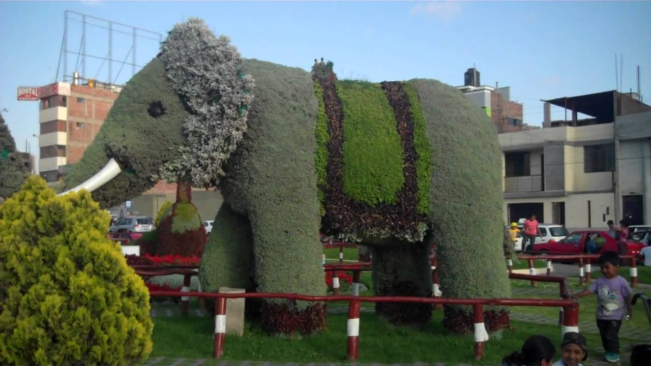 Animales de flores en Tacna: Elefante - YouTube