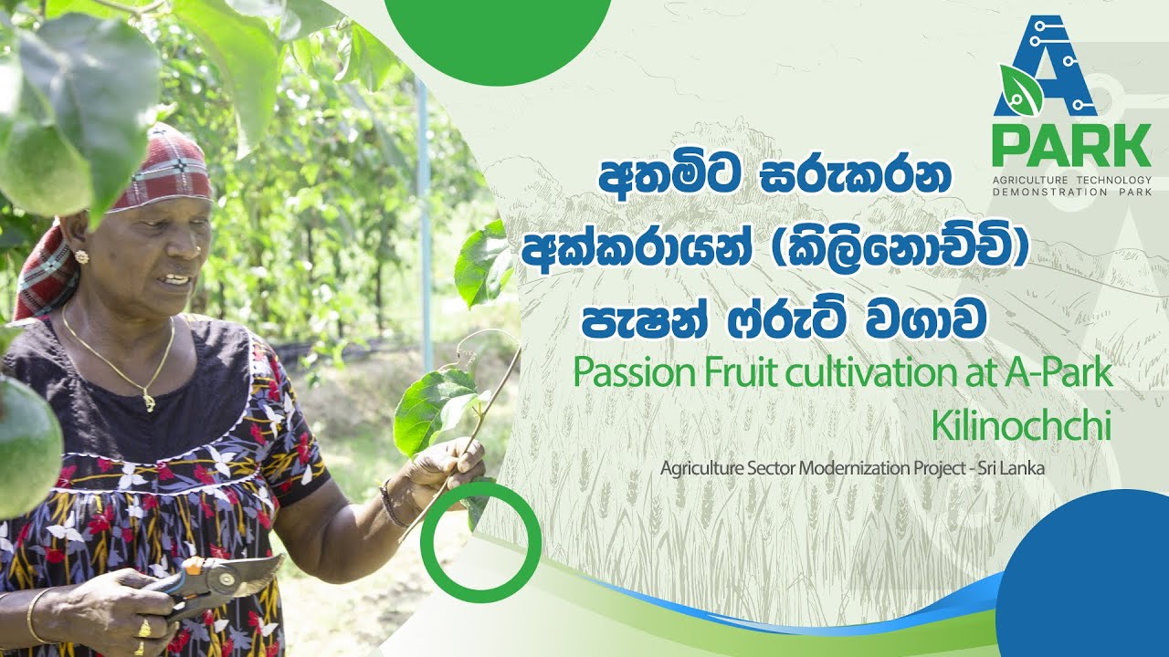 Hand-fertilizing Akkarayan (Kilinochchi) Passion Fruit Cultivation ...