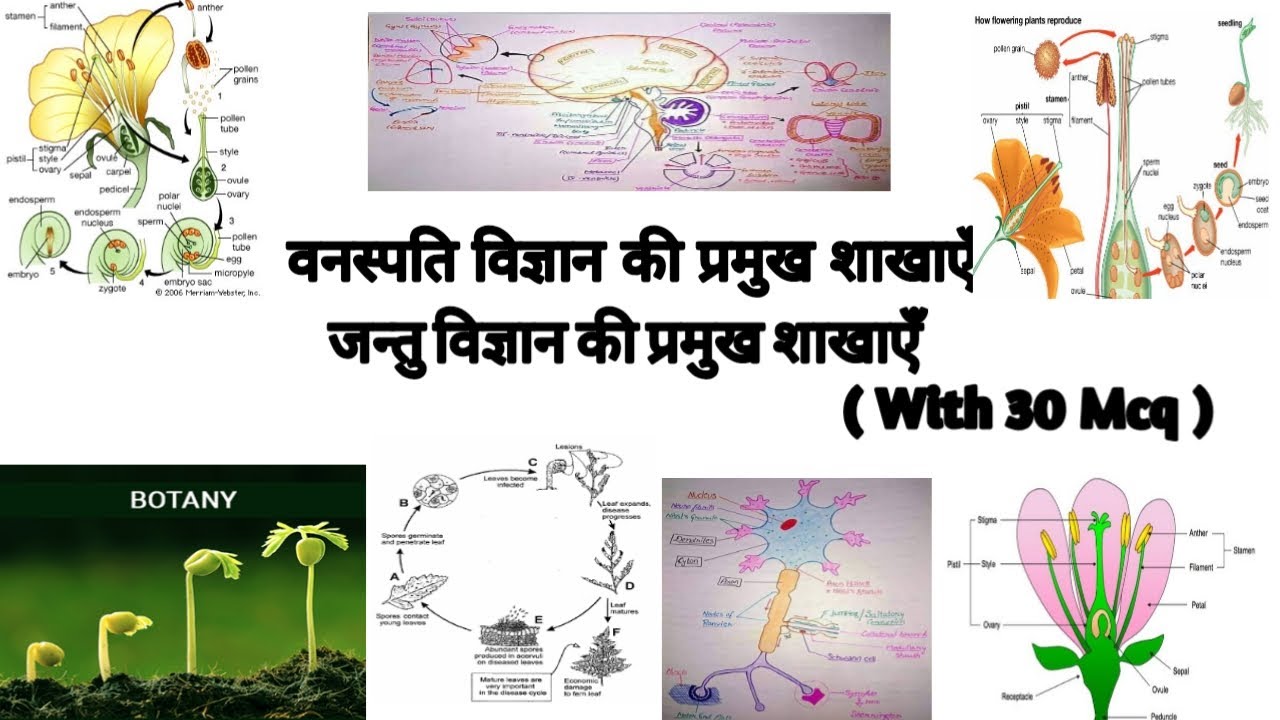 Branches of zoology .and branches of botany - YouTube